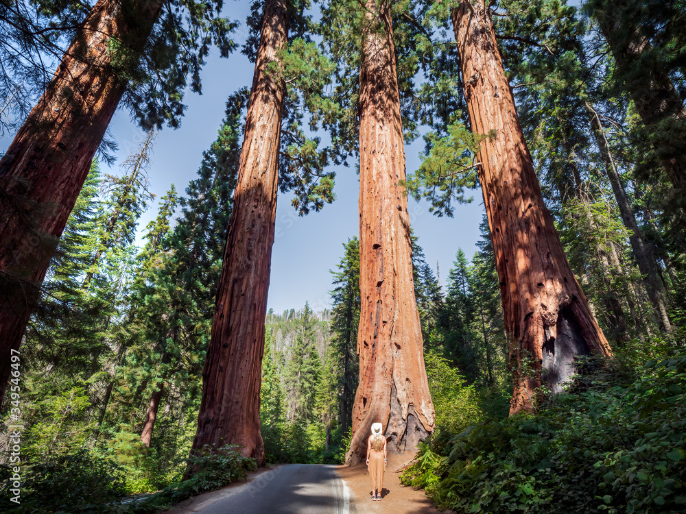 Blonde girl admires Giant Sequoia (Sequoiadendron giganteum) trees in ...