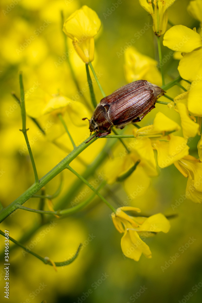 The cockchafer called also May bug or doodlebug is beetle from family ...