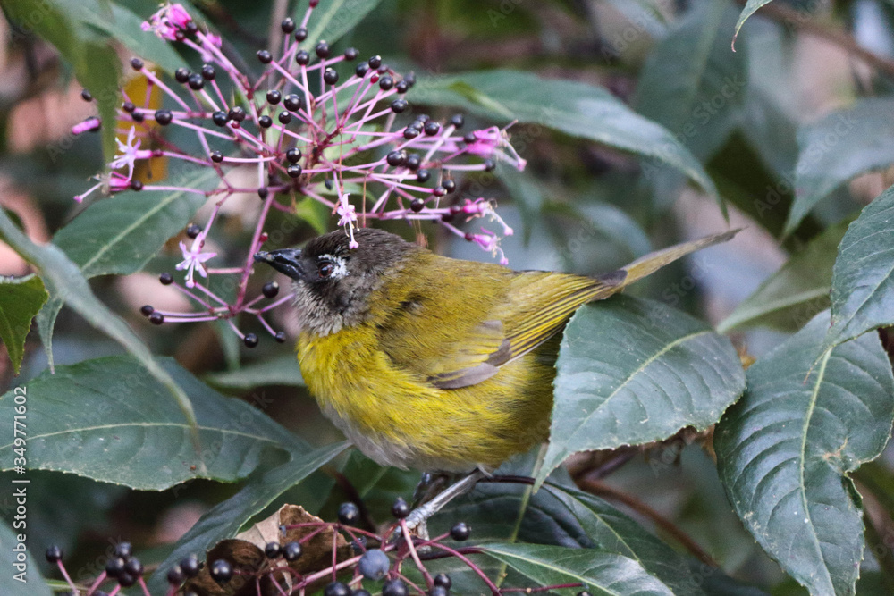 Chlorospingus flavopectus, Common Bush Tanger sitting in tree and ...