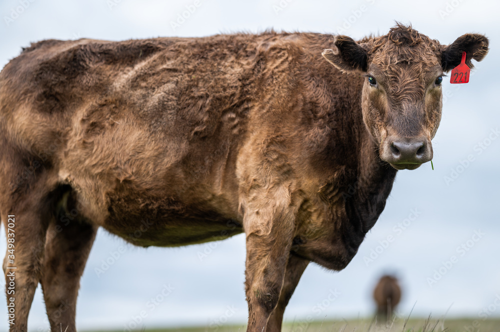 Beef cows and calfs grazing on grass in south west victoria, Australia ...