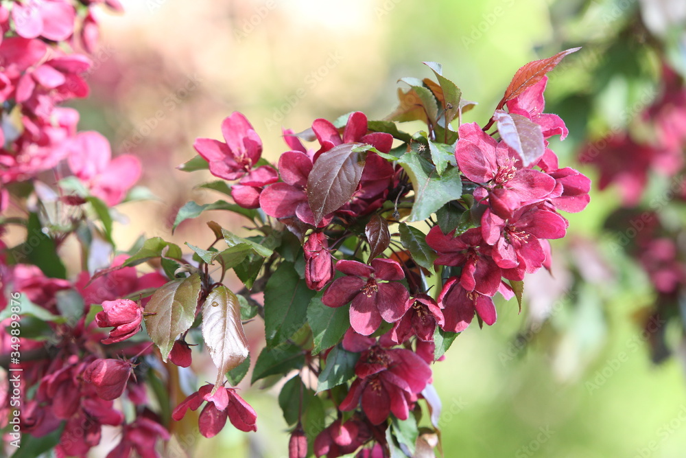 Purple, red flowers of blossoming apple-tree (grade "Malus Royalty ...