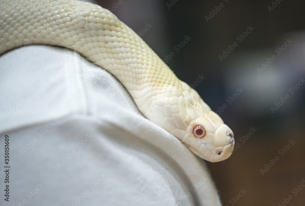 Foto Reticulated python,Snake.Gold Yellow Python, Albino snake with ...