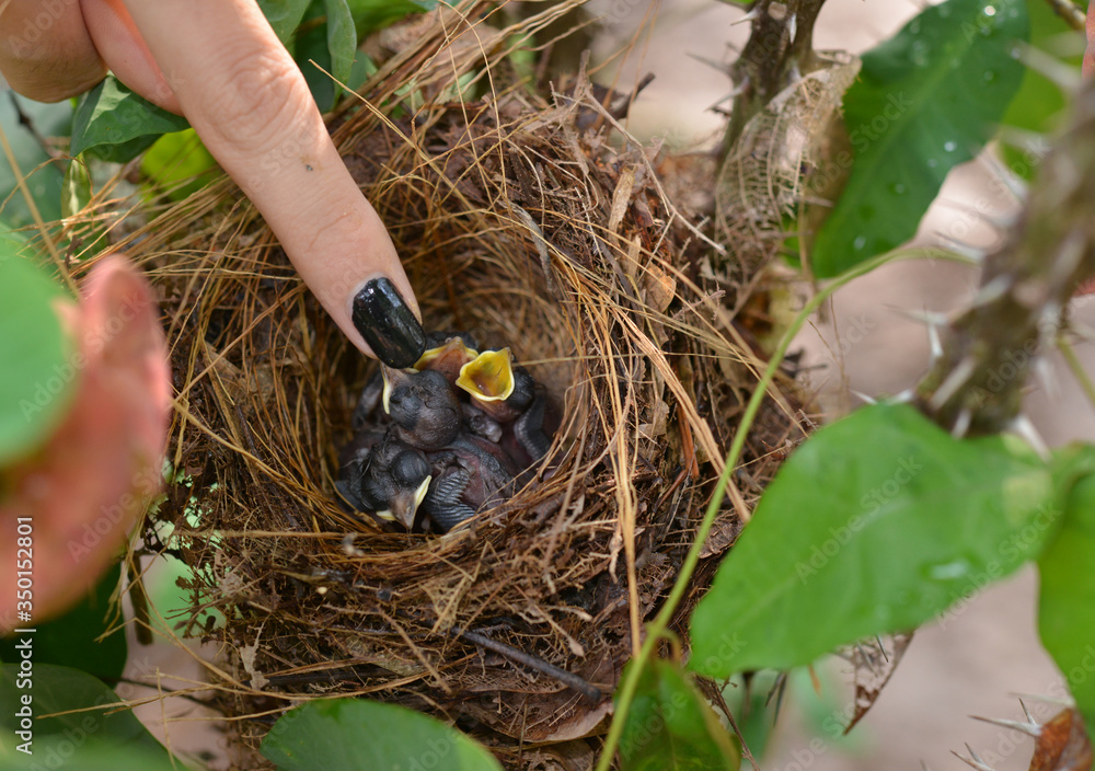 Point to Squabs .the emerging dark and sharp tail feathering on the ...