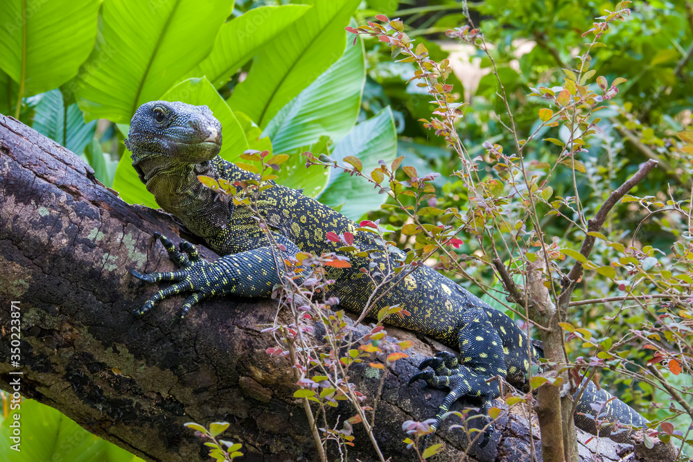 Стокове фото Salvadori's monitor (Varanus salvadorii) is one of the ...