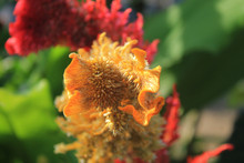 Red Celosia Flower And Bee Free Stock Photo - Public Domain Pictures