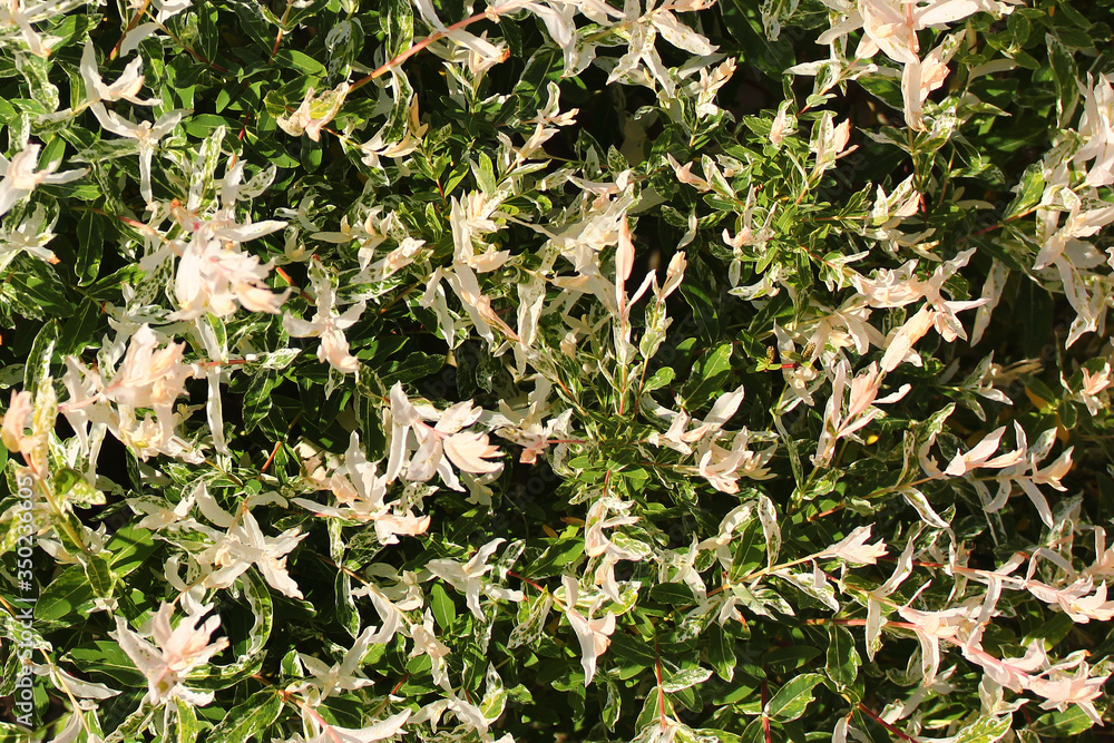 Hakuro Nishiki (Salix Integra) dappled willow tree in a garden Stock ...