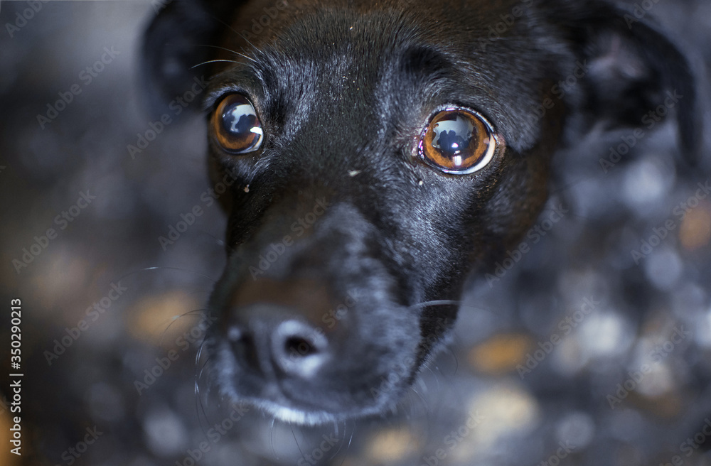 Very sad small dog breed scared of camera staring at his owner with ...