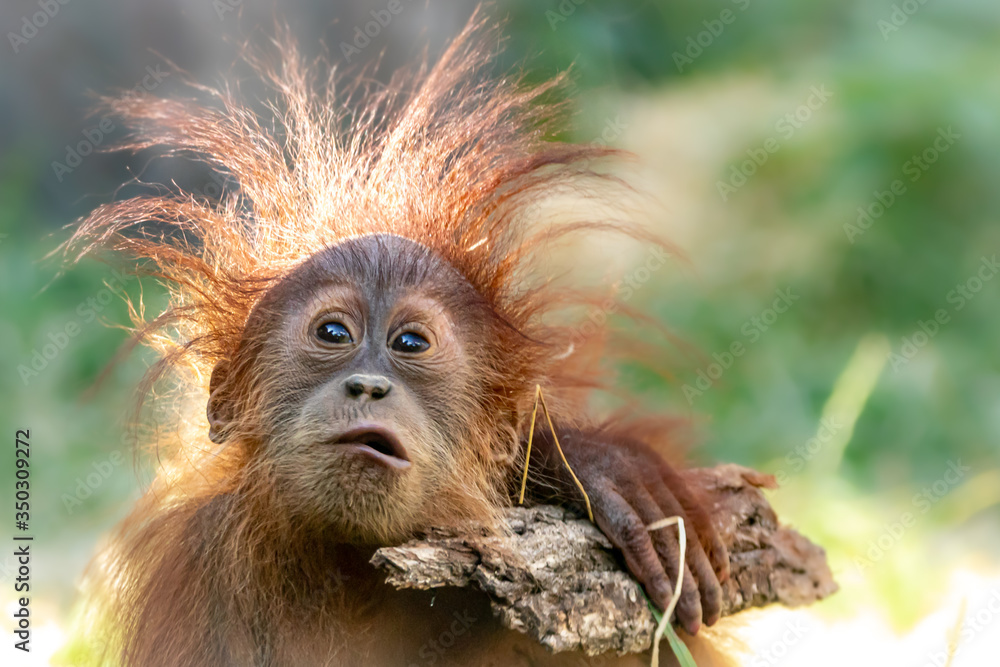 Orangutan baby playing with a stick Stock Photo | Adobe Stock