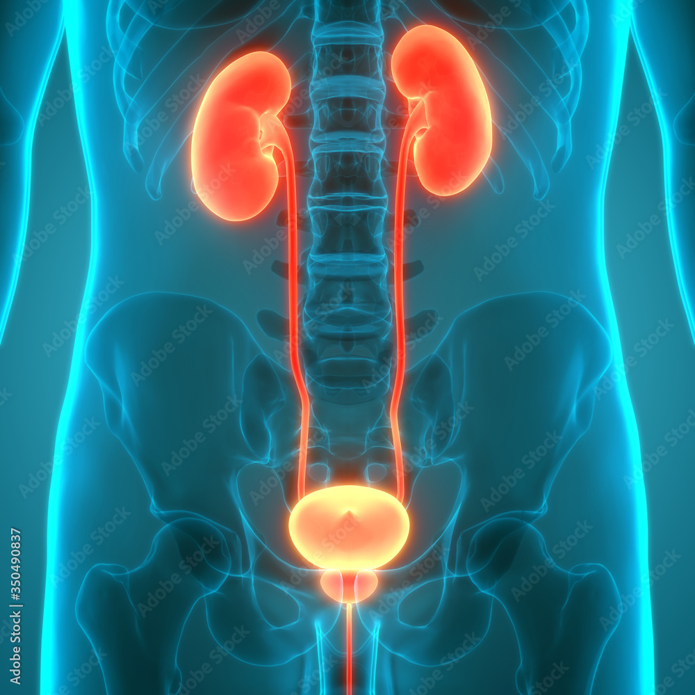 Human Urinary System Kidneys with Bladder Anatomy Stock Illustration ...