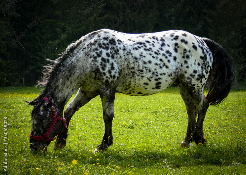 Big beautiful horse with spots on the farm. Horse breed Knabstrupper ...