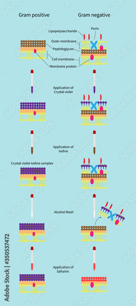 This differential staining procedure separates most bacteria into two ...