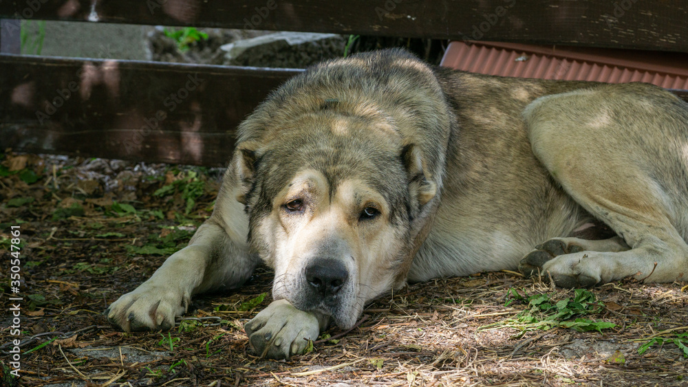 Nagazi is a Georgian shepherd dog. One of the oldest authentic dog ...
