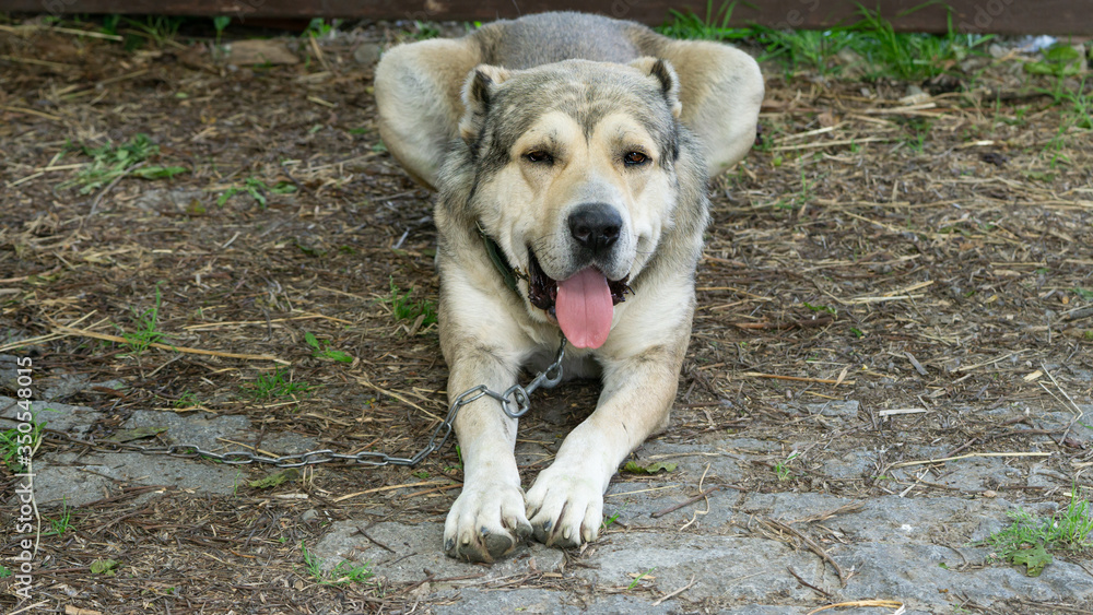 Nagazi is a Georgian shepherd dog. One of the oldest authentic dog ...