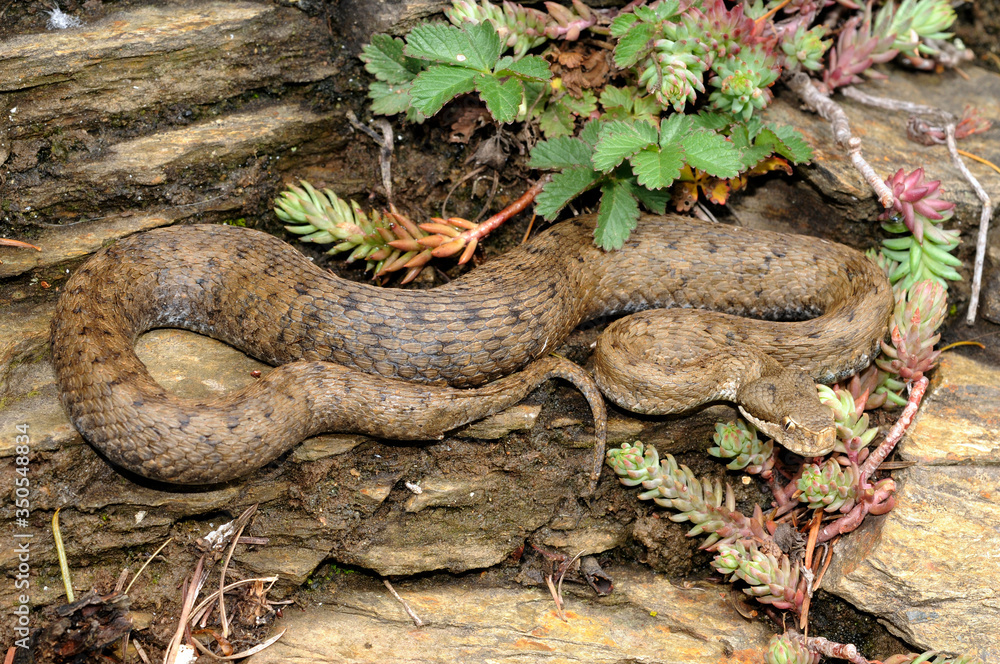 Aspisviper (Vipera aspis zinnikeri), Montseny, Spanien - Asp viper ...