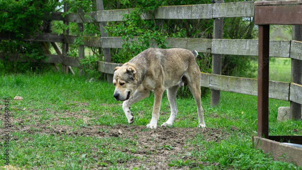 Nagazi is a Georgian shepherd dog. One of the oldest authentic dog ...