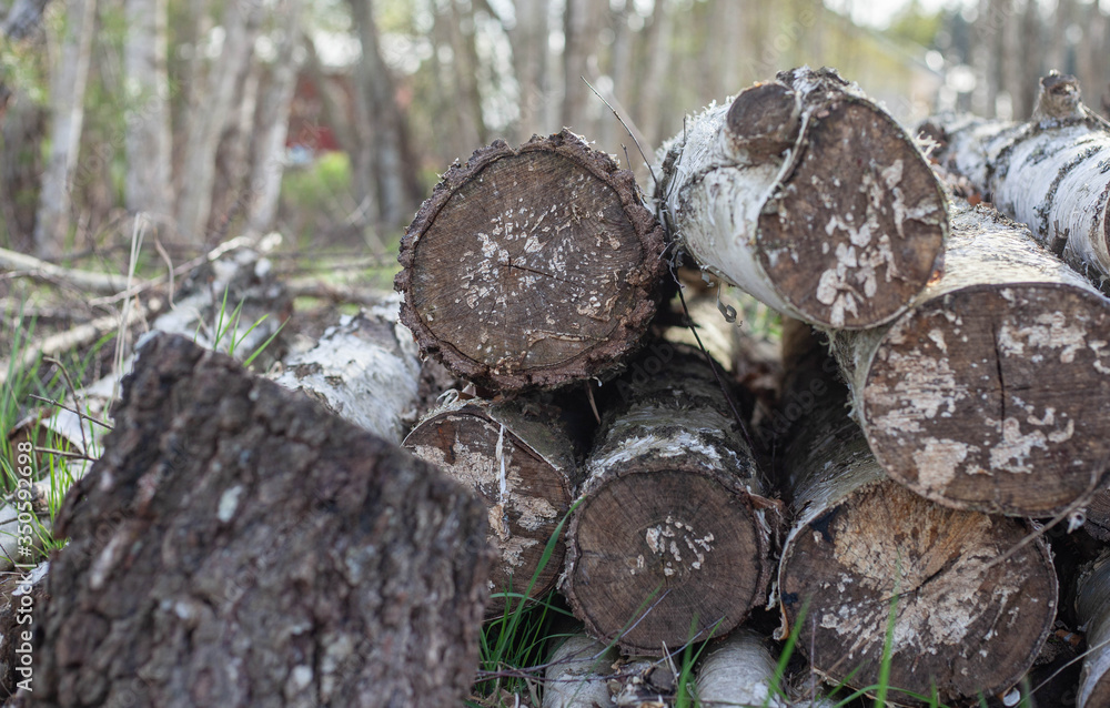 logging in the forest, logs piled on top of each other, logs in the ...