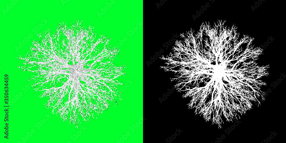 Top View Winter Tree 3D Render PNG Chroma Key Bakcground with Opacity ...