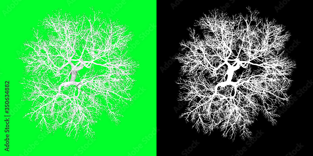 Top View Winter Tree 3D Render PNG Chroma Key Bakcground with Opacity ...