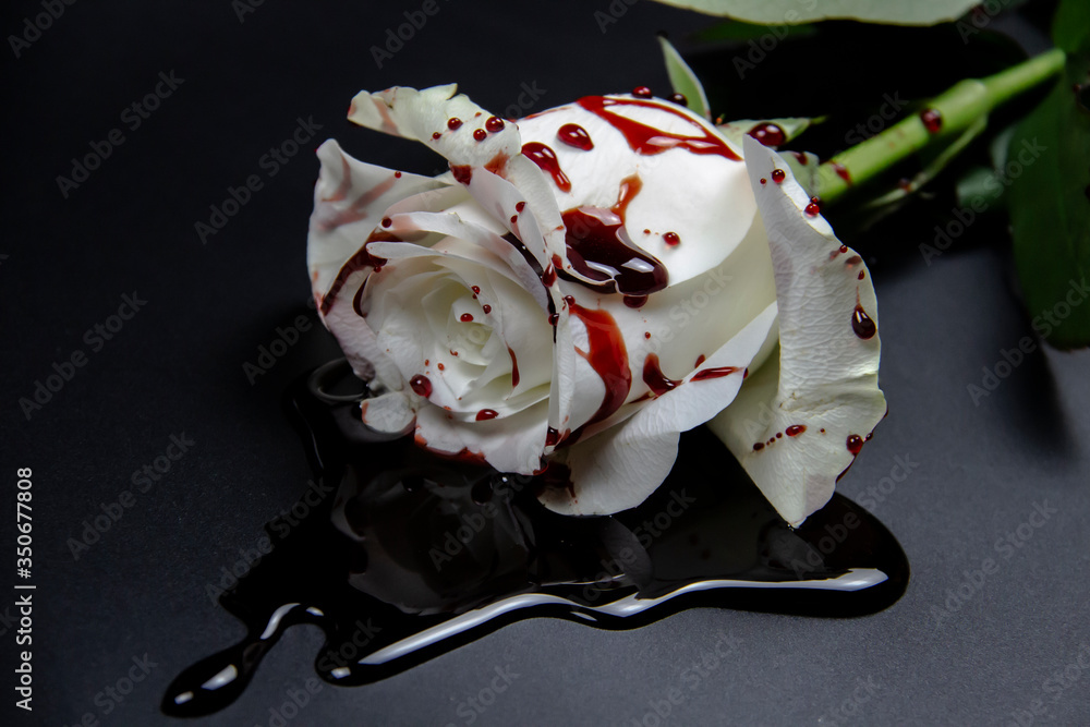 Beautiful and bloody white rose on the dark background. Bloody rose - conceptual photo. White ...