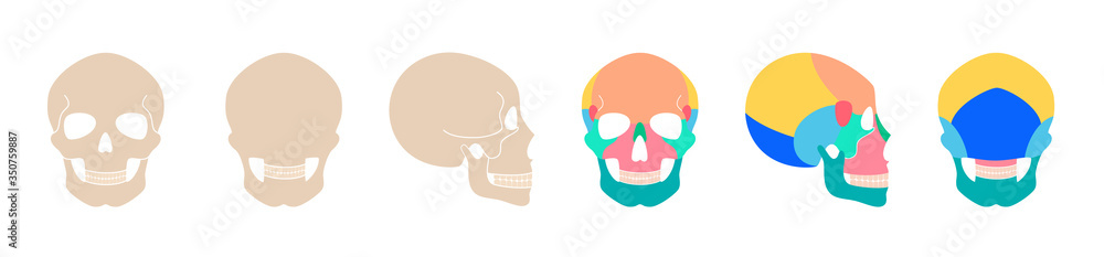 Human skull anatomy Stock Vector | Adobe Stock