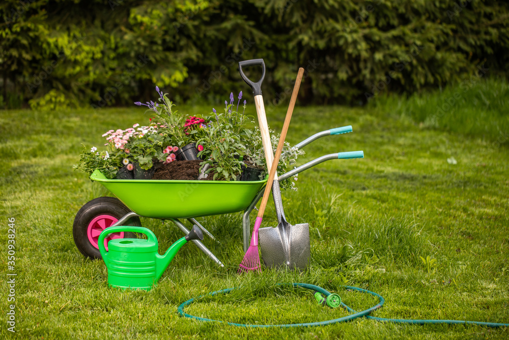 Wheelbarrow with gardening tools in the garden. Rakes, shovel ...
