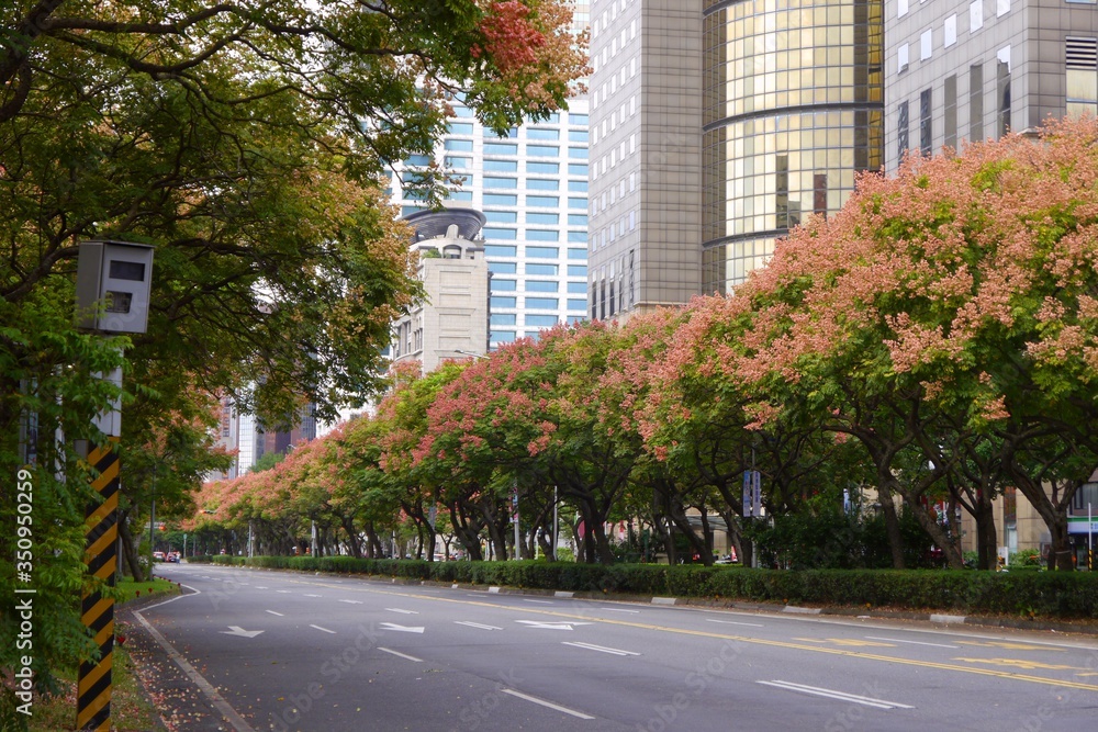 Foto Taiwanese rain trees are blooming on both sides of the Dunhua ...