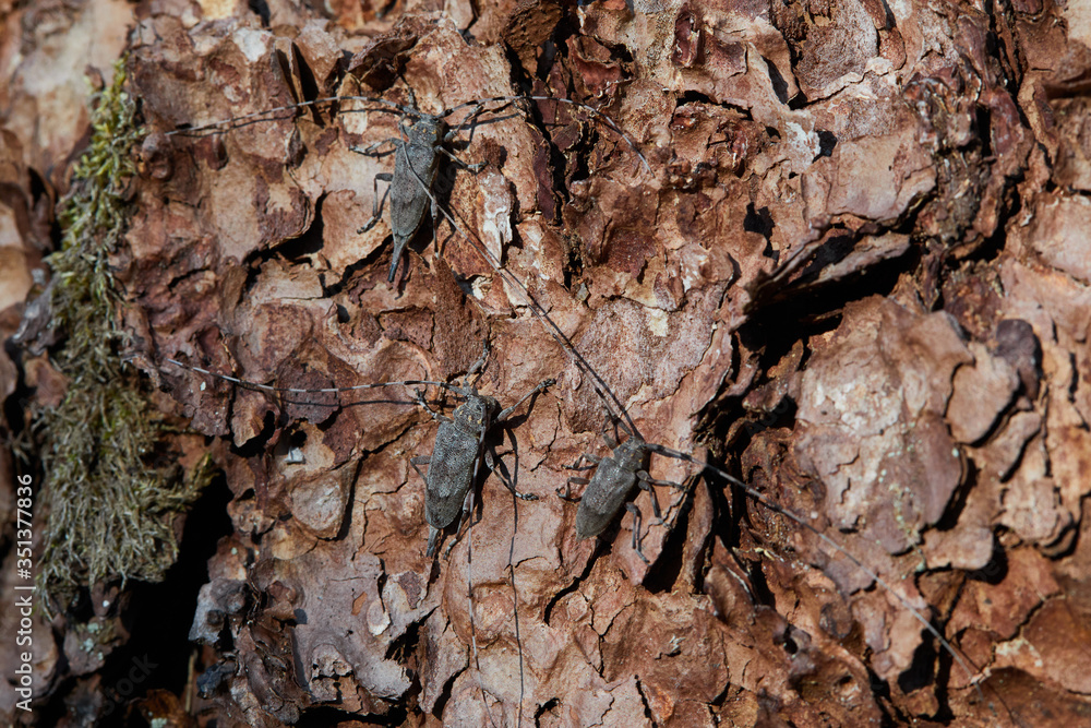 Photo Stock Longhorn beetle, Acanthocinus griseus and female ...
