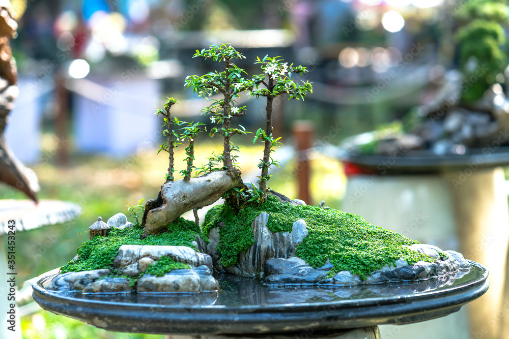 Penjing miniature in a tray in the shape of the stem is shaped create ...