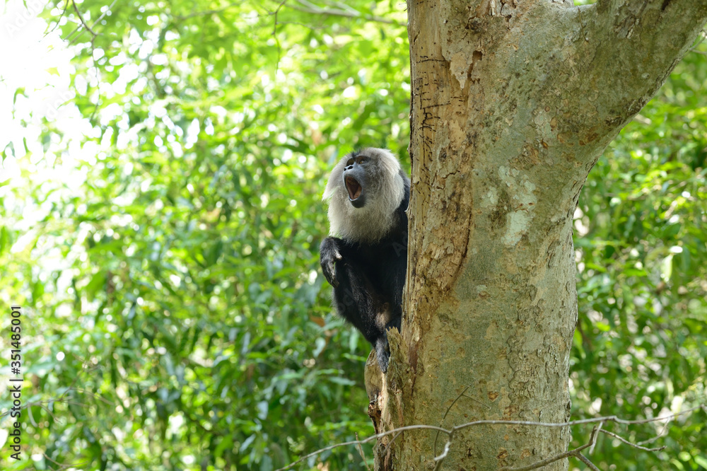 The lion-tailed macaque (Macaca silenus), or the wanderoo, is an Old ...