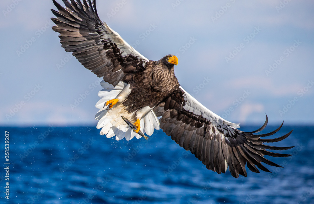 Steller's sea eagle in flight on the background of the sea and the ...