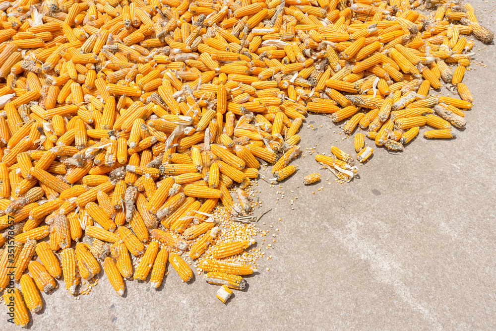 Corn plants,Corn mill, Corn and Grain Handling or Harvesting Terminal ...