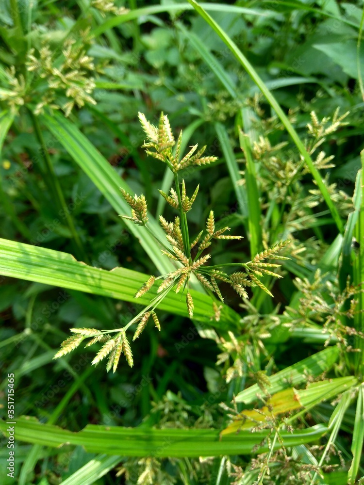 Cyperus rotundus (coco-grass, Java grass, nut grass, purple nut sedge ...