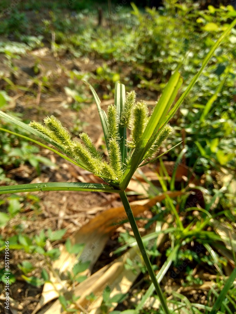 Cyperus rotundus (coco-grass, Java grass, nut grass, purple nut sedge ...