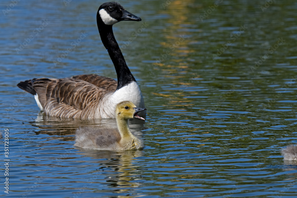 Foto de Stock Mother Canada goose with goslings. It is a large wild ...