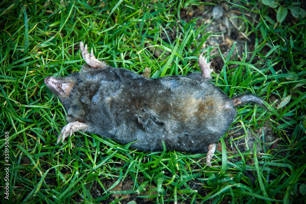Dead mole, probably killed by a cat, sprawled on her back in che grass ...