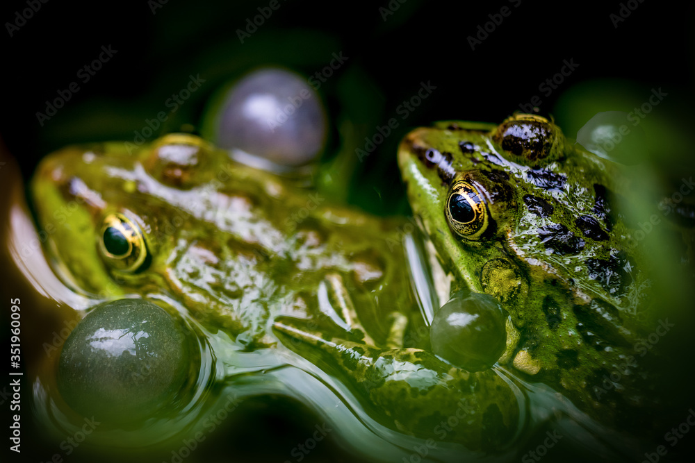 Frog in water. Two breeding male pool frog (Pelophylax lessonae) with ...