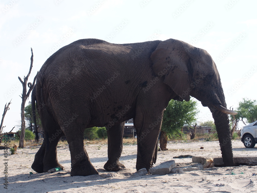 African elephants came to drink water, Campsite, Elephant Sands Lodge ...
