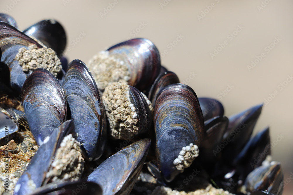 Mussels with Barnacles attached to shells and sand back drop Stock ...