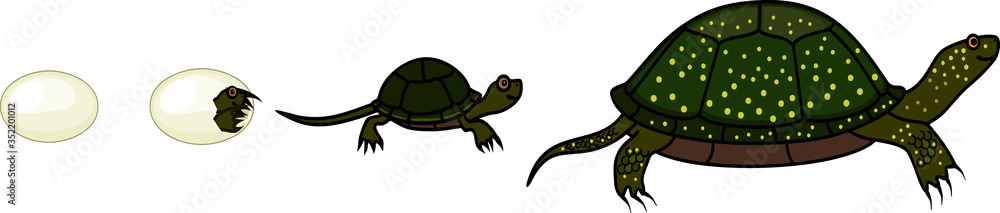 Life cycle of European pond turtle (Emys orbicularis). Sequence of ...
