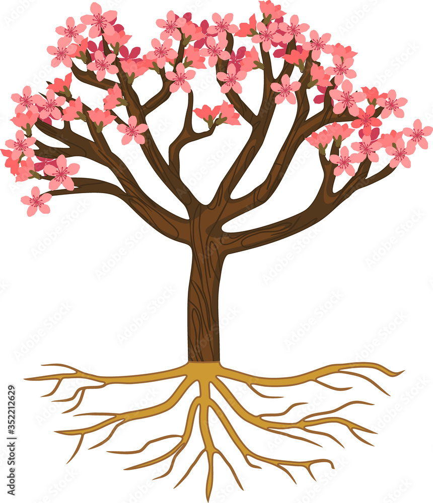 Cartoon flowering peach tree with pink flowers and root system isolated ...