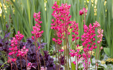 Alum Flowers Free Stock Photo - Public Domain Pictures