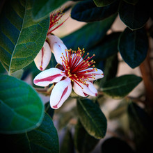 Flower On A Brazilian Guava Tree Free Stock Photo - Public Domain Pictures