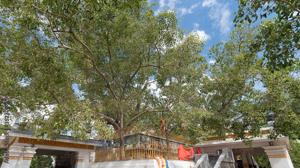 Foto de Stock Sri lanka famous place Jaya Sri Maha Bodhi is a sacred ...