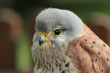 Pet Kestrel Bird Free Stock Photo - Public Domain Pictures