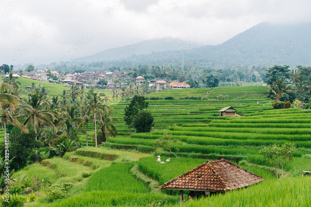 Balinese woman work on rice fields of Bali island, Indonesia. Green ...