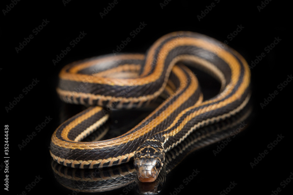 The striped keelback, Xenochrophis vittatus, is a species of snake ...