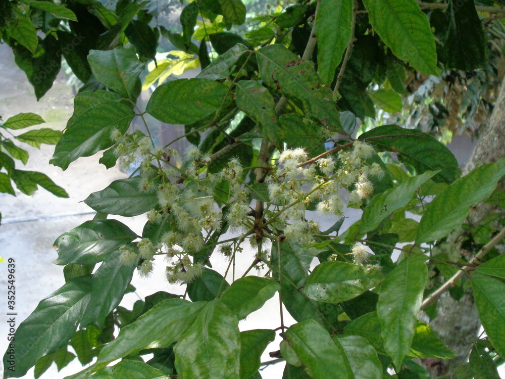 Photo Stock Close up archidendron pauciflorum flower (Blackbead, Dog ...