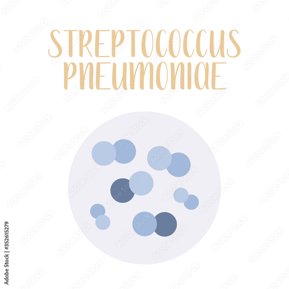 Stock-Vektorgrafik „Streptococcus Pneumoniae, Pneumococcus, pathogen ...