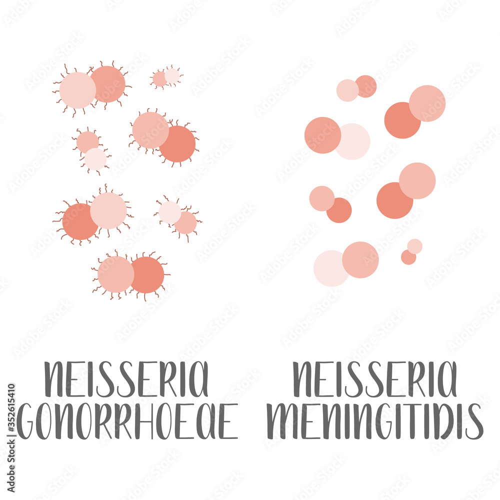 Neisseria Gonorrhoeae, Neisseria Meningitidis, pathogen. Spherical ...