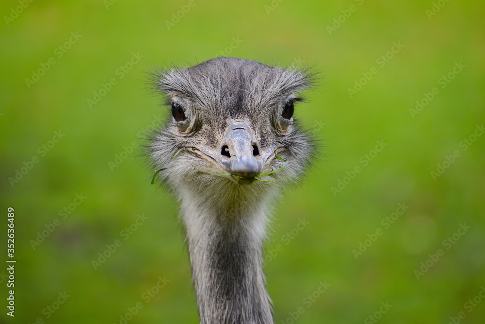 Fotografie The flightless greater rhea is a lesser known relative of ...